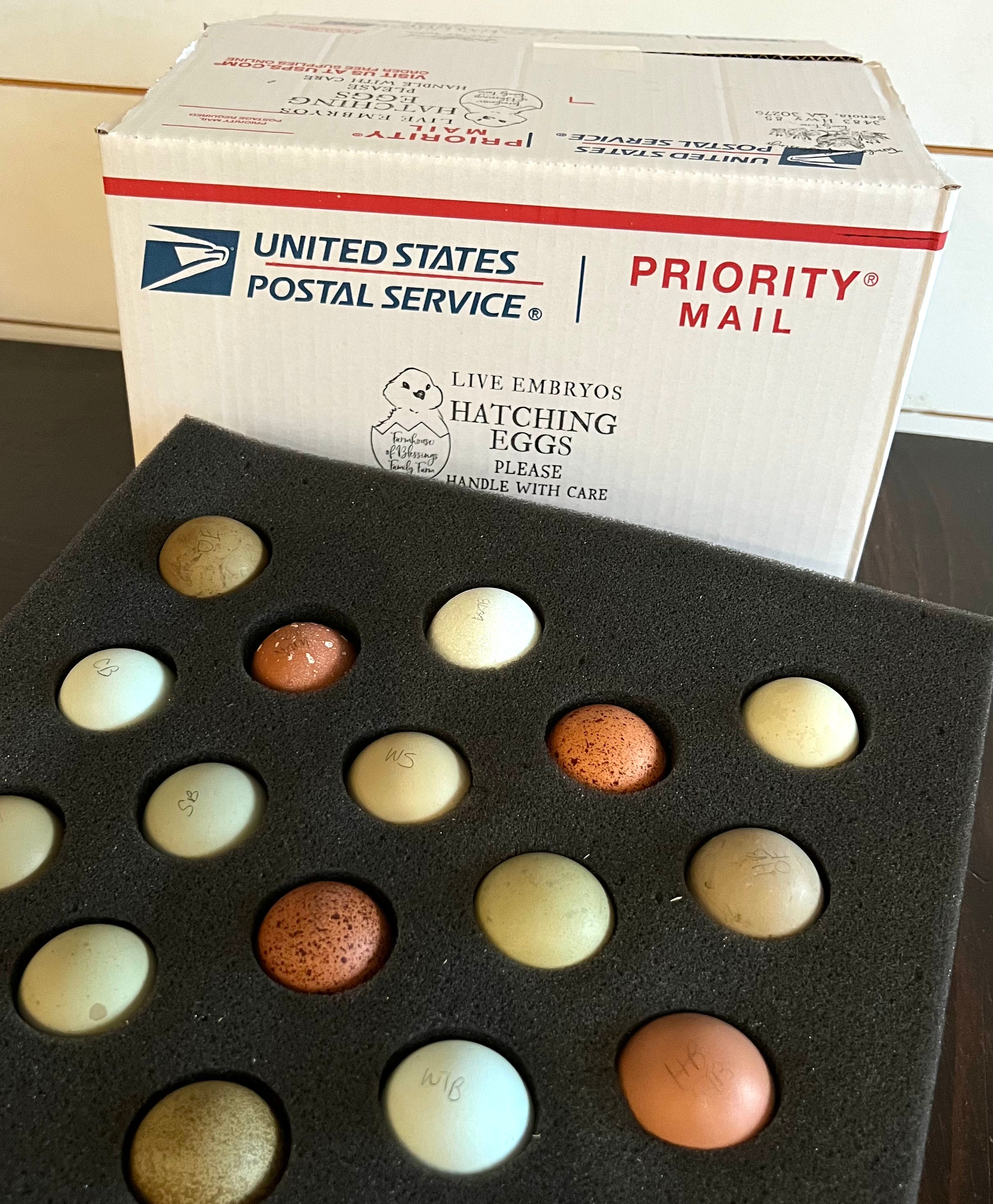 Hatching Eggs – Farmhouse of Blessings Family Farm