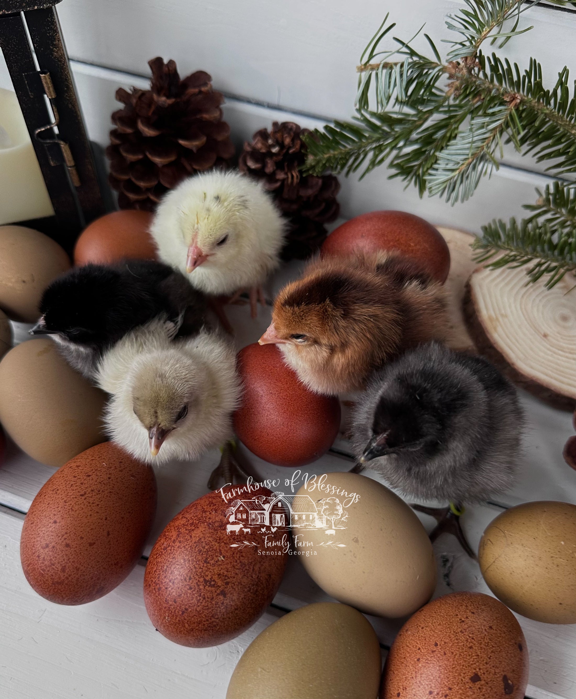 Rustic Eggers - Day Old Chicks – Farmhouse of Blessings Family Farm