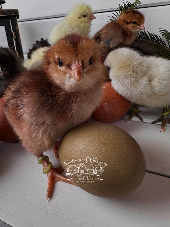 Rustic Eggers - Day Old Chicks – Farmhouse of Blessings Family Farm