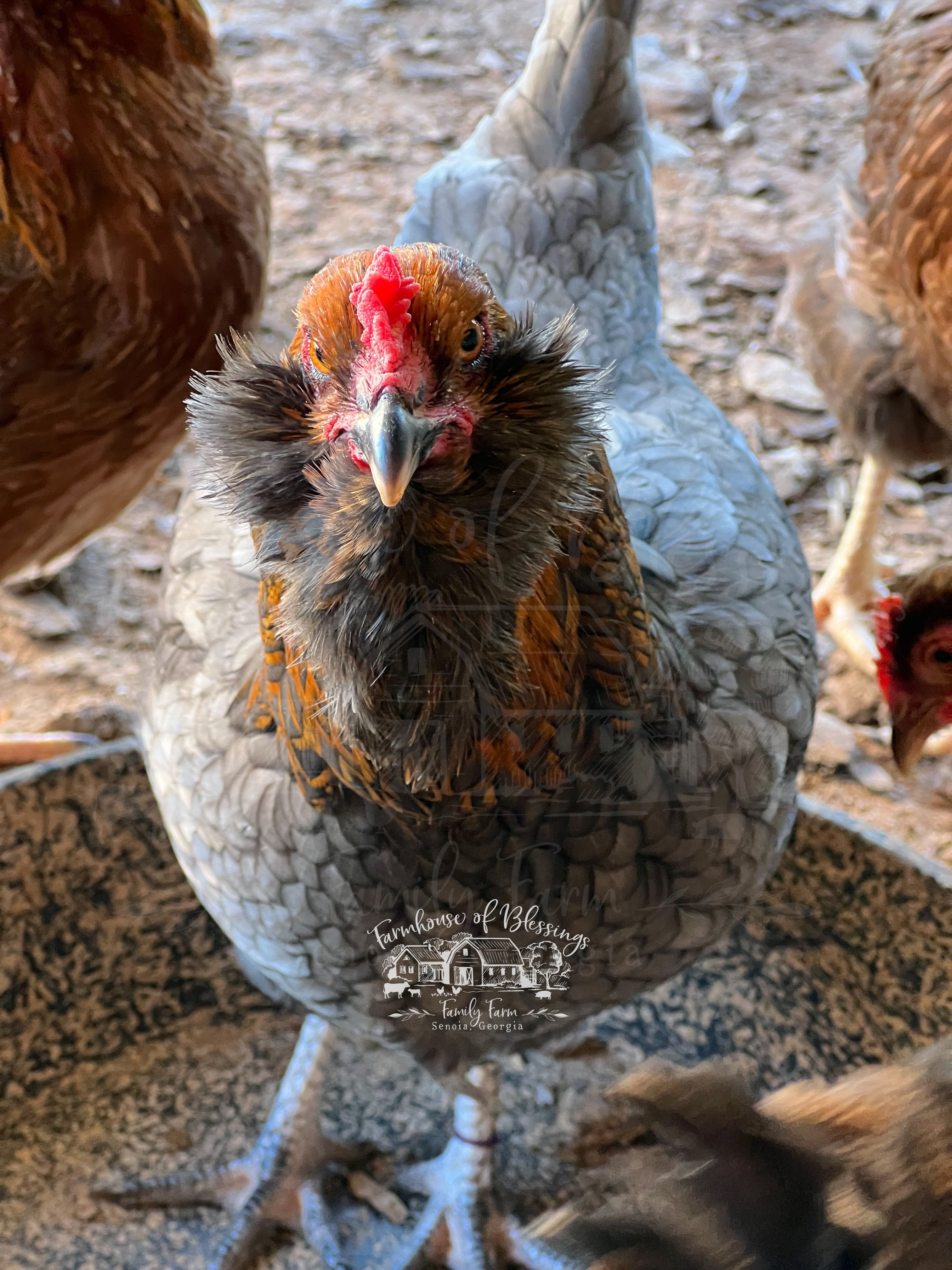 Rustic Eggers - Hatching Eggs - 1/2 dozen – Farmhouse of Blessings ...