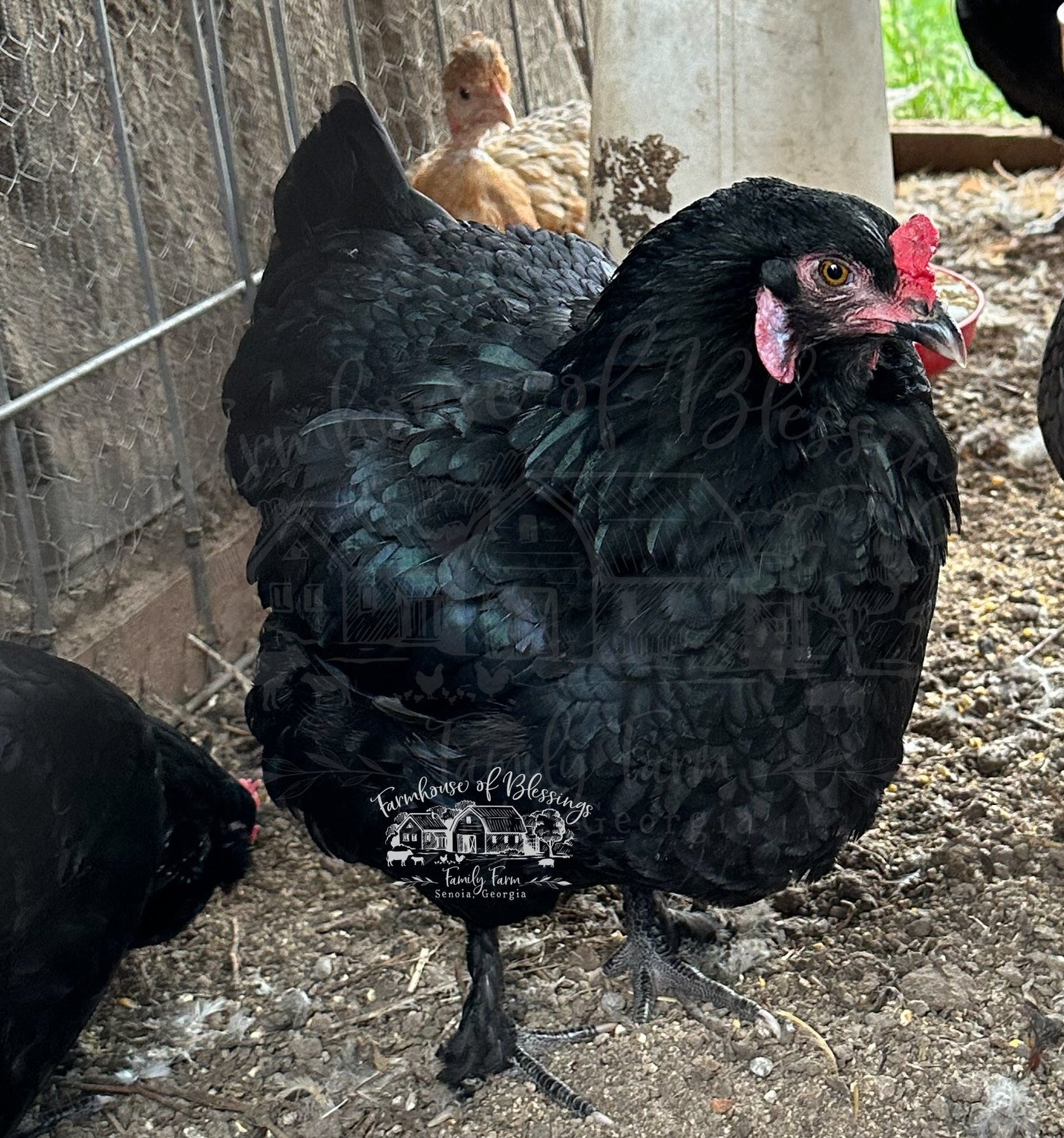 Rustic Eggers - Hatching Eggs - 1/2 dozen – Farmhouse of Blessings ...