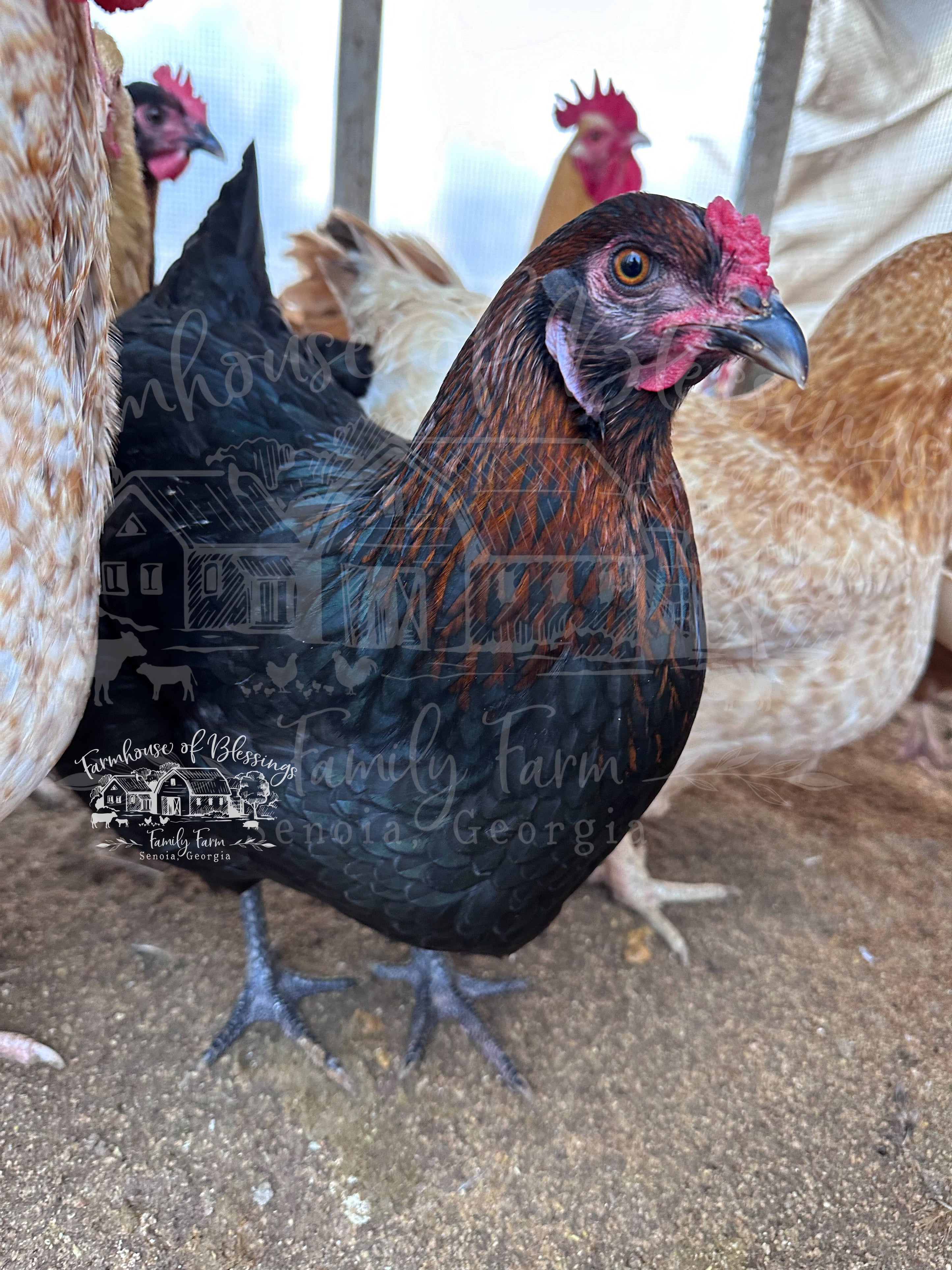 Rustic Eggers - Hatching Eggs - 1/2 dozen – Farmhouse of Blessings ...