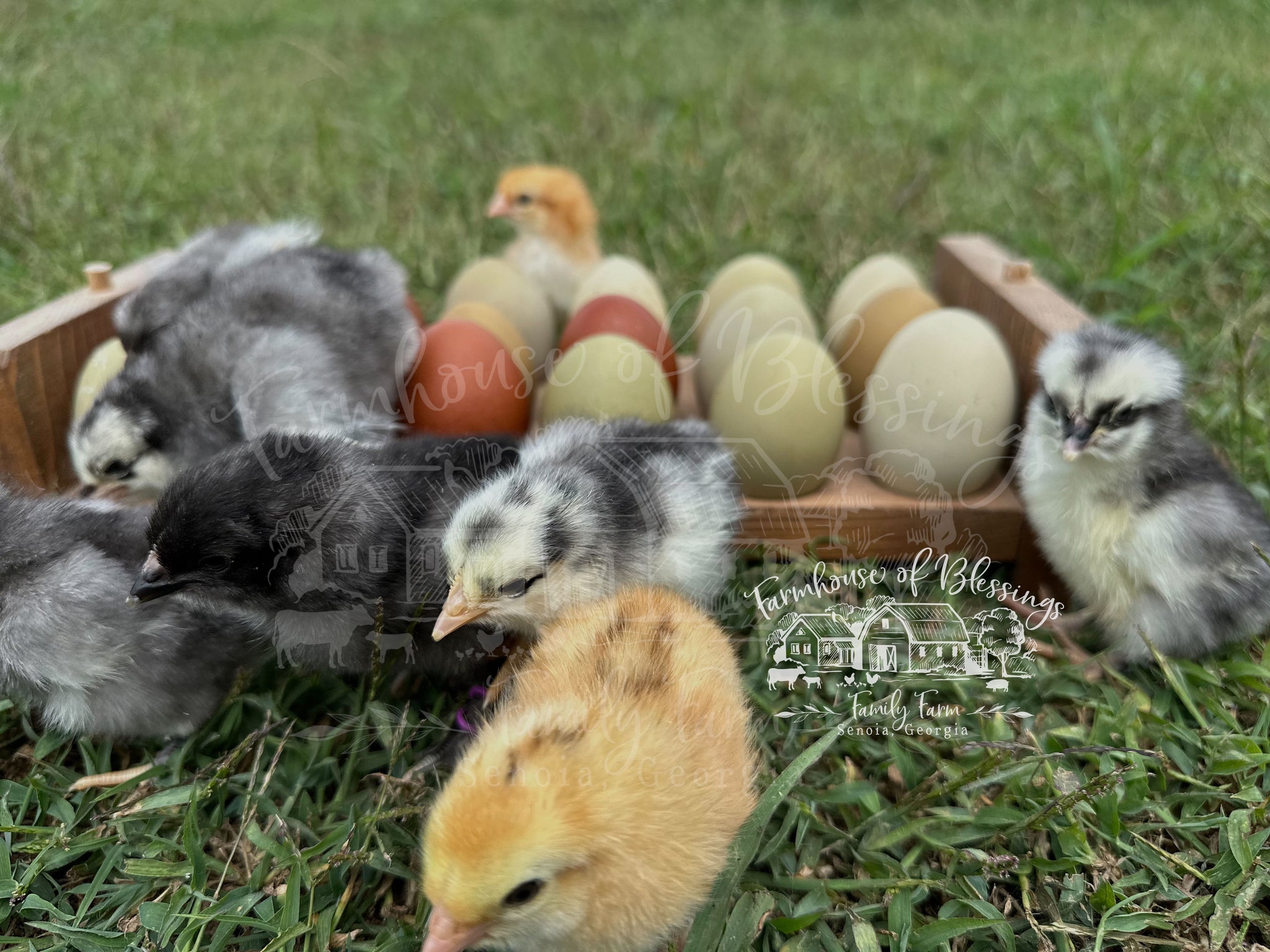 Rustic Eggers - Day Old Chicks – Farmhouse of Blessings Family Farm