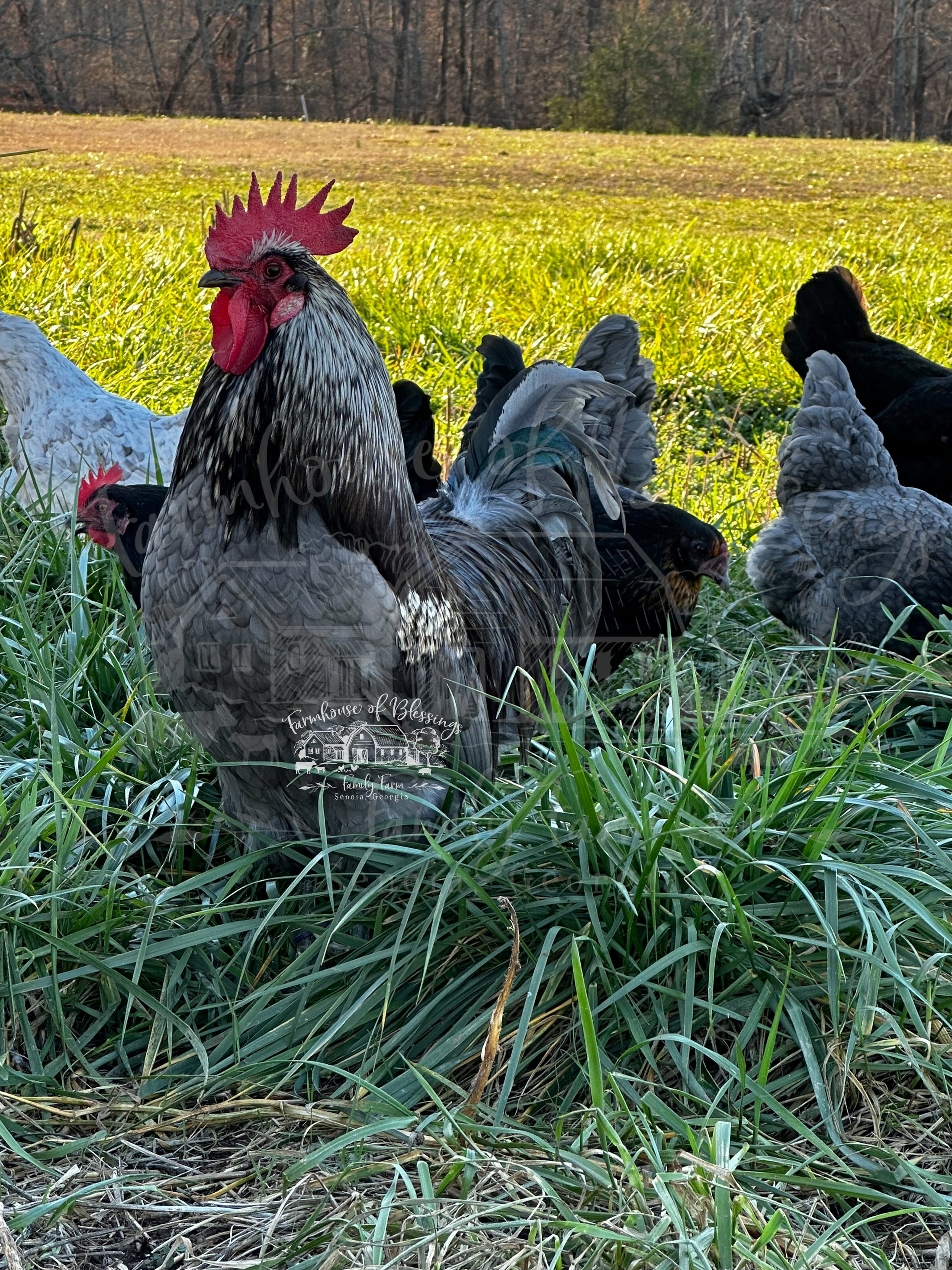 Rustic Eggers - Day Old Chicks – Farmhouse of Blessings Family Farm