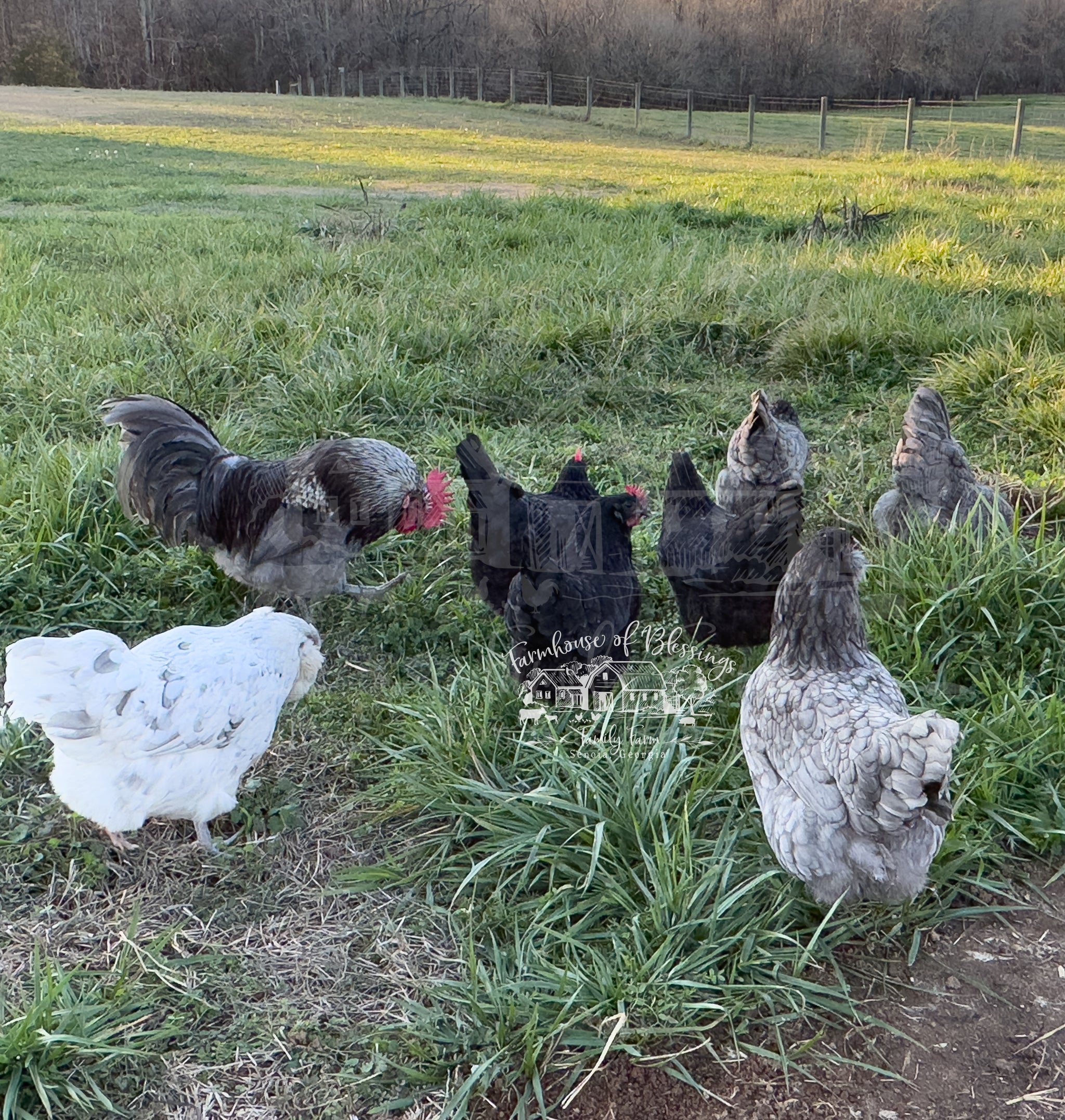 Rustic Eggers - Day Old Chicks – Farmhouse of Blessings Family Farm
